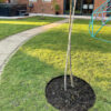 Garden Tree Rings | 600mm | 900mm | 1200mm | Galvanised, Black, Brown ...